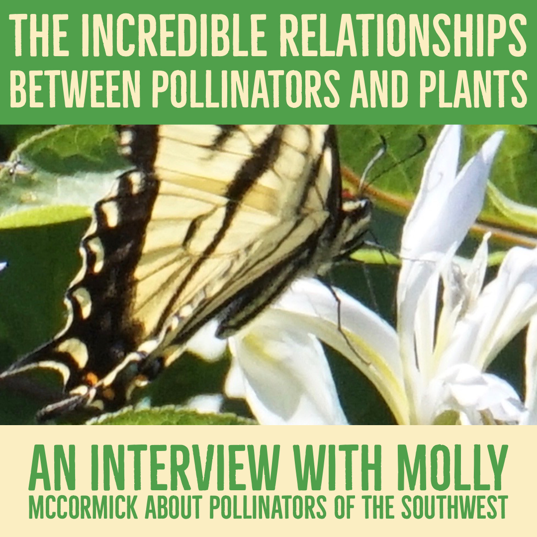 Plant Pollinators – SCIENCE MOAB