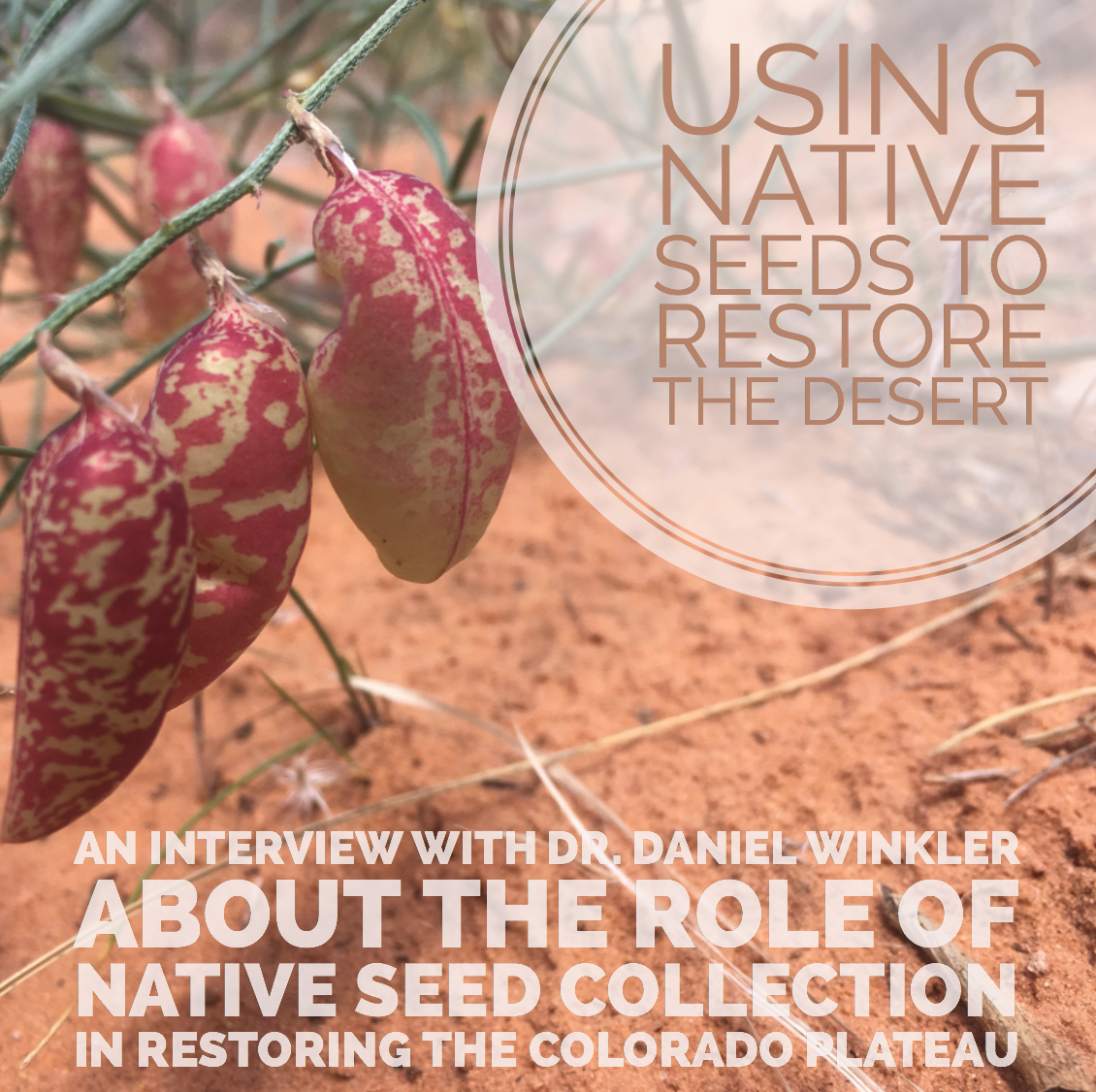 Seed Restoration – SCIENCE MOAB